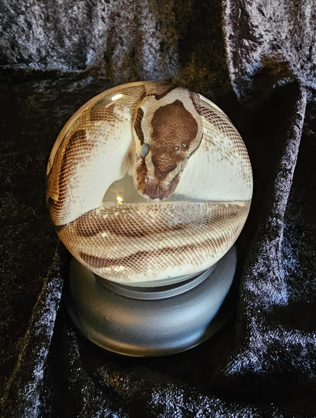 Ball Python Globe - Etsy