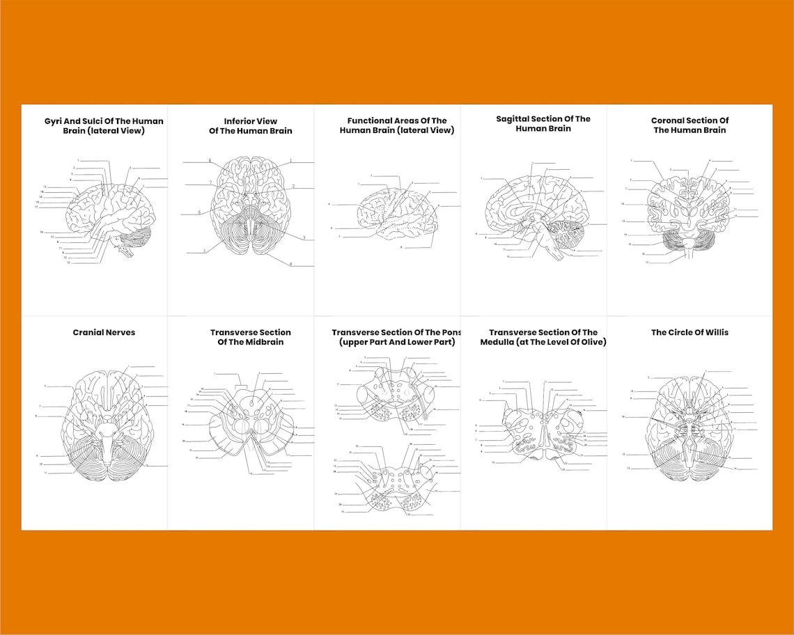 Printable Neuroanatomy Coloring Book, PDF Neuro Drawing Book ...