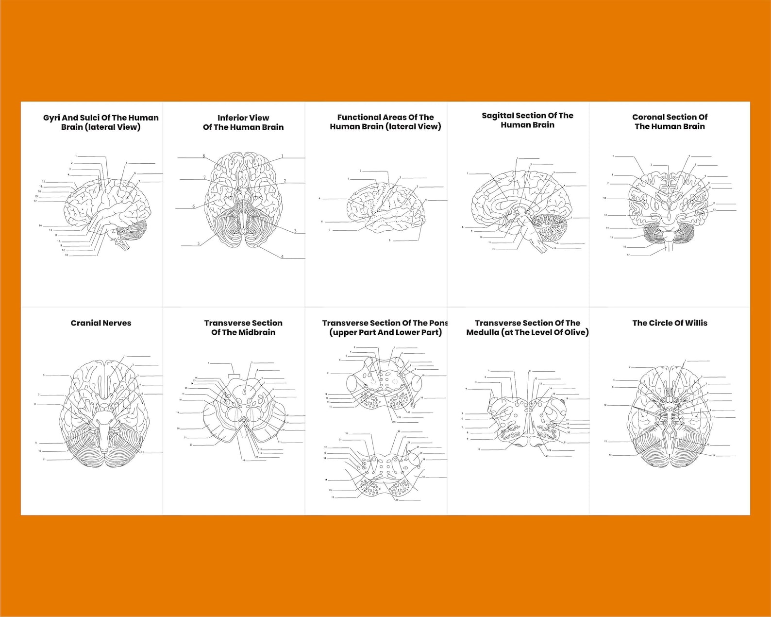 Printable Neuroanatomy Coloring Book, PDF Neuro Drawing Book ...