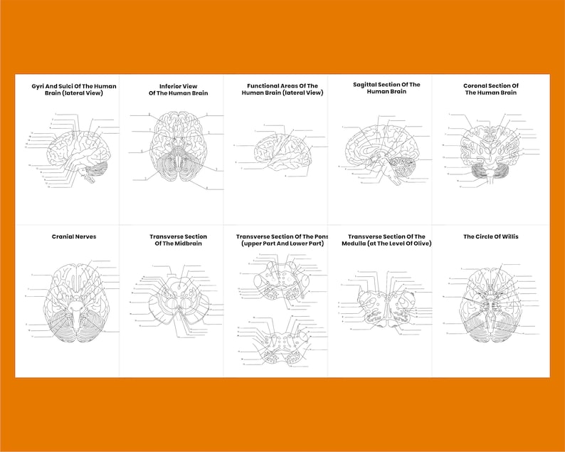 Printable Neuroanatomy Coloring Book, PDF Neuro Drawing Book ...