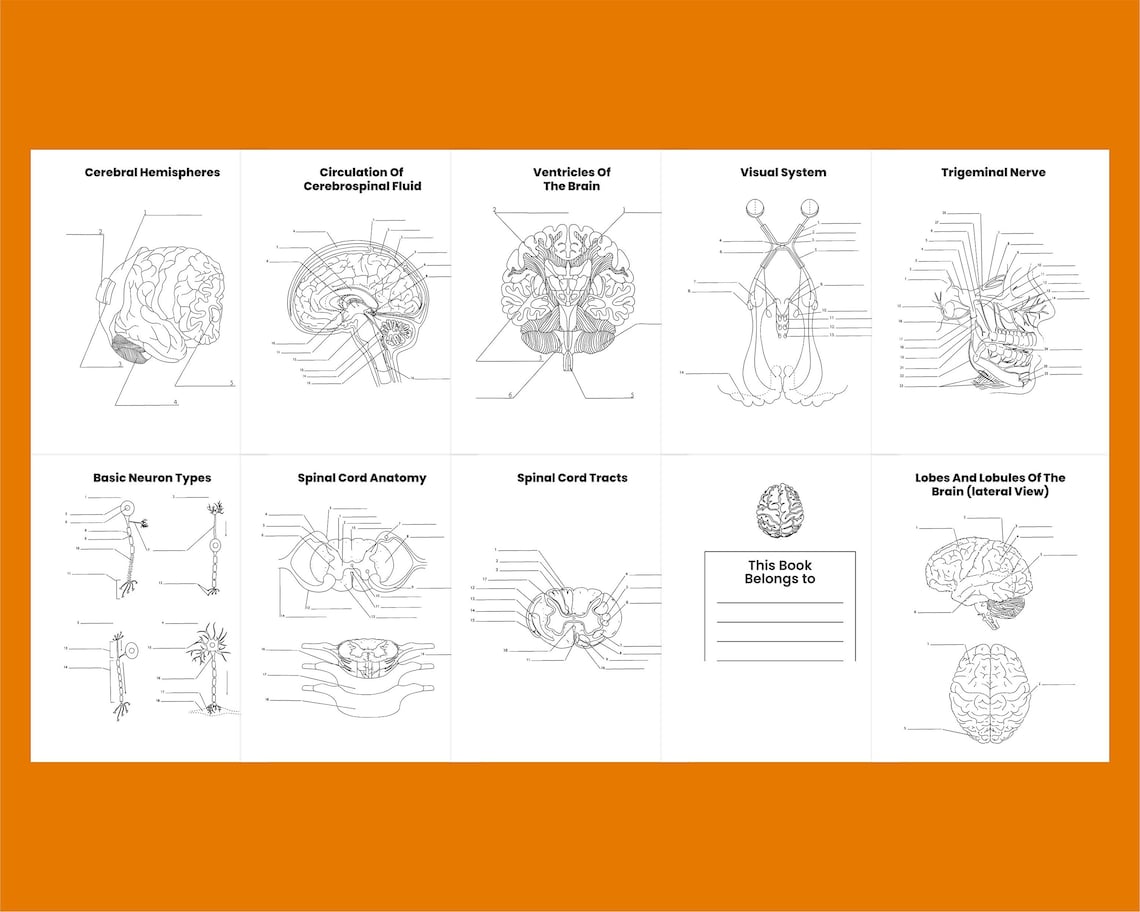 Printable Neuroanatomy Coloring Book, PDF Neuro Drawing Book ...