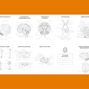 Printable Neuroanatomy Coloring Book, PDF Neuro Drawing Book ...