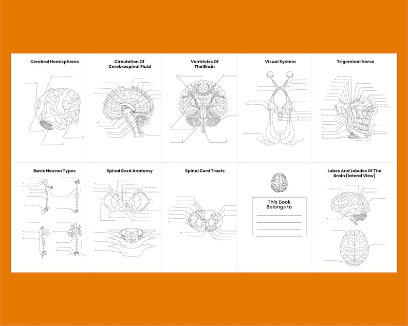 Printable Neuroanatomy Coloring Book, PDF Neuro Drawing Book ...