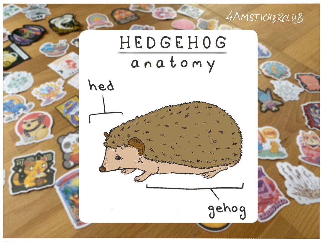 Cute Hedgehog Anatomy Sticker Animal Anatomy Graphic Chart Medical ...