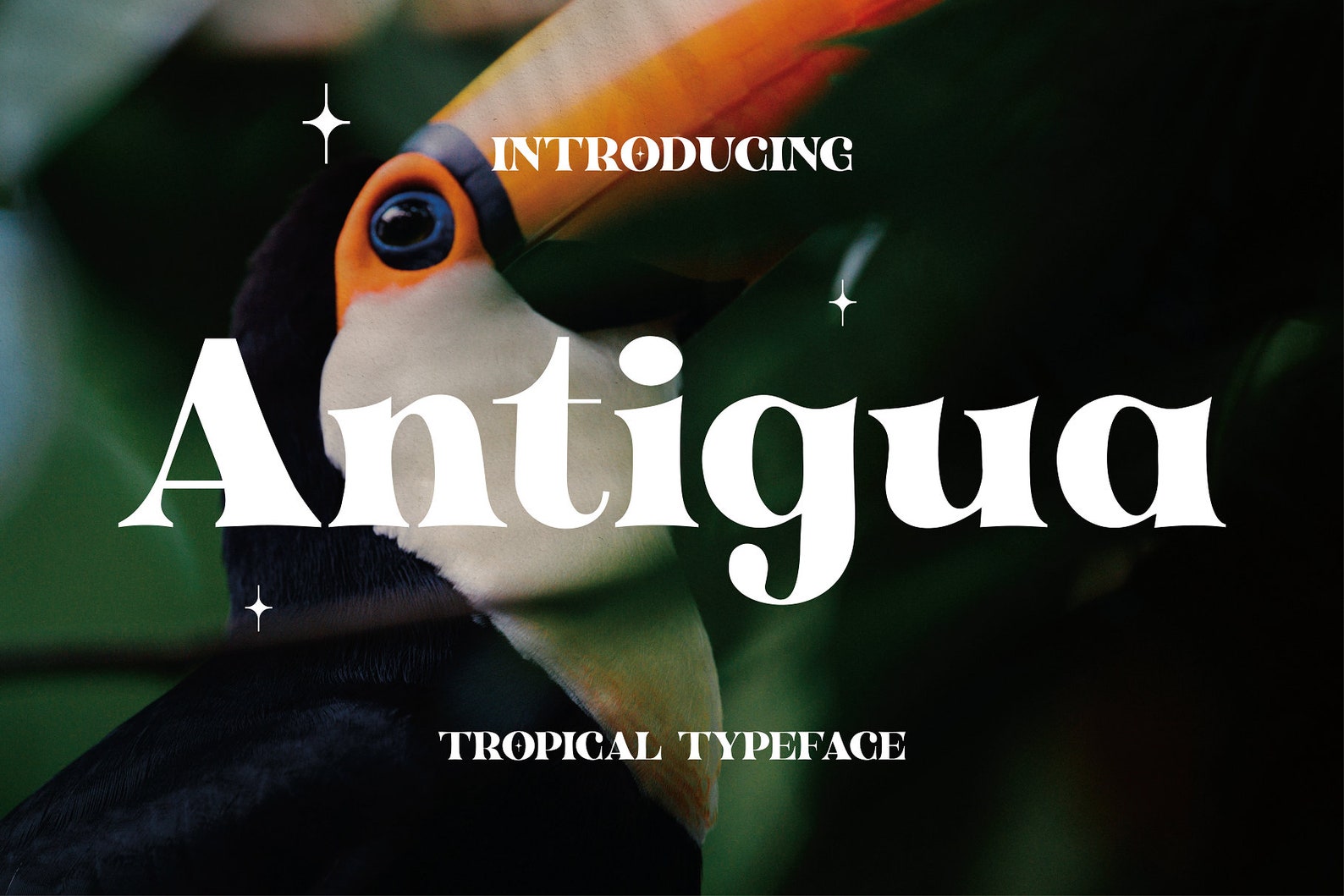 Antigua - Tropical Display, Serif Font, Modern Font, Boho Font ...