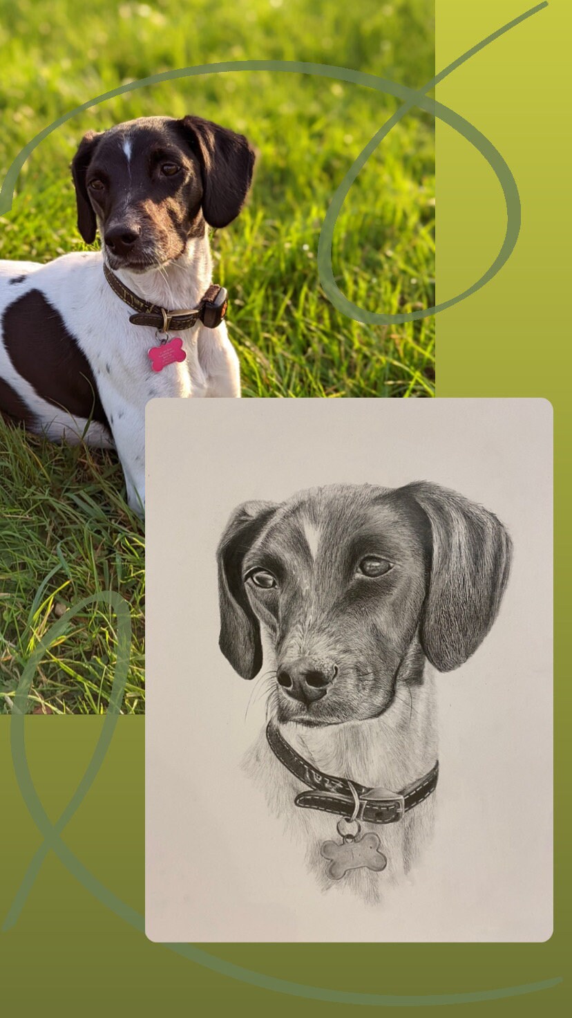 Pet Drawing, Custom Made Pencil Drawings - Etsy