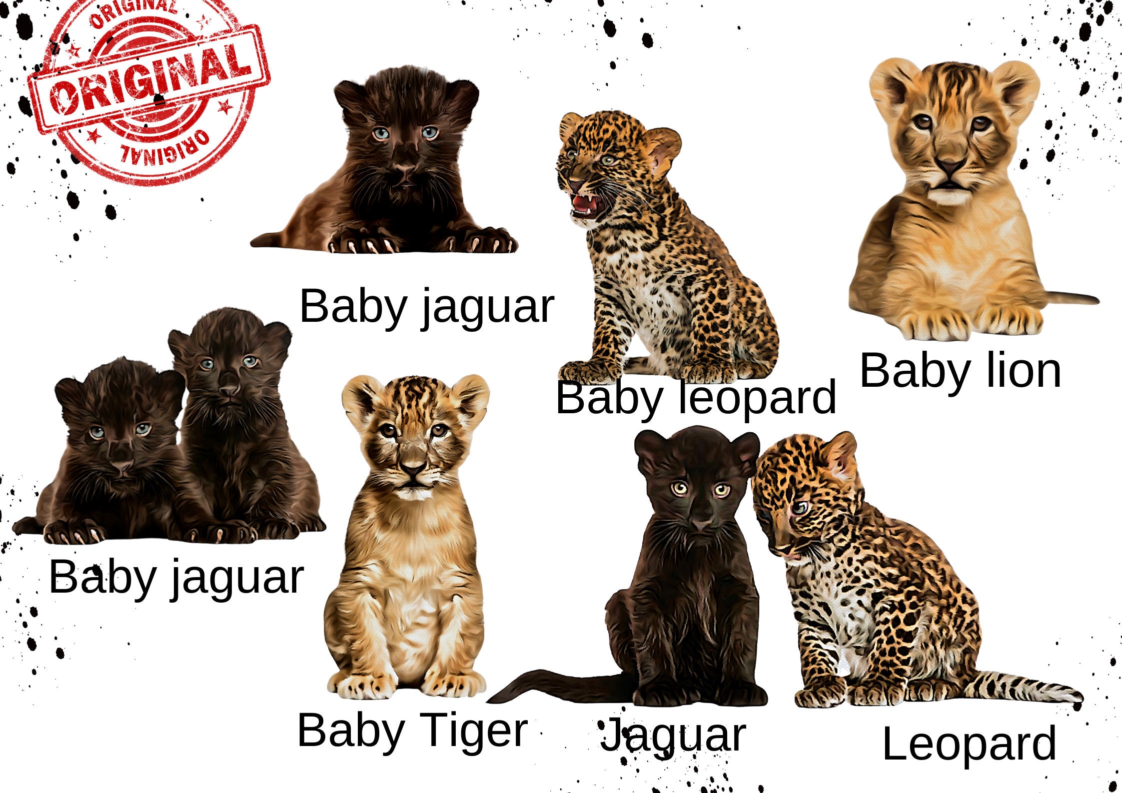 Jaguar Vs Lion Size