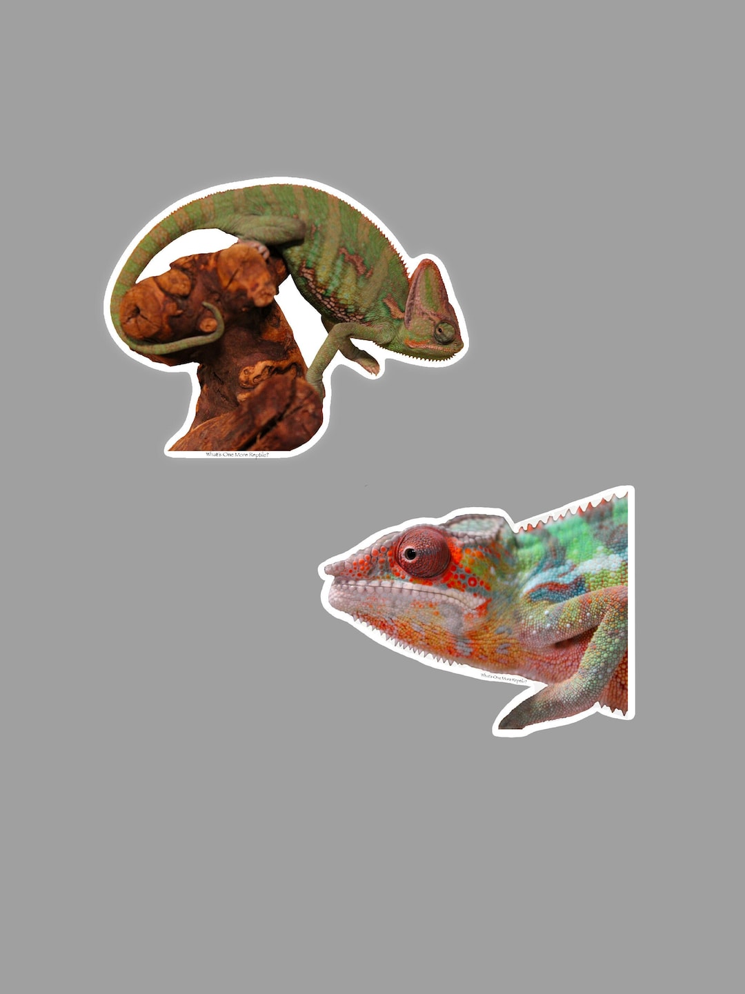 Chameleon Sticker-custom Options Available - Etsy