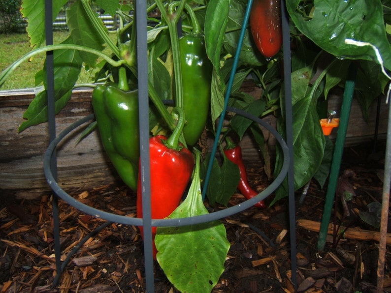 20 Seeds of Spanish Mammoth Heirloom Pepper Organically Grown Sweet ...