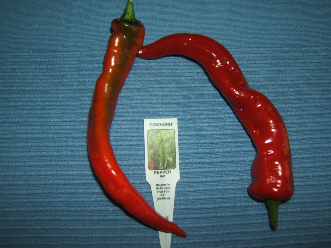 25 Seeds of COWHORN Hot Pepper Organically Grown Heirloom Seeds No GMO ...