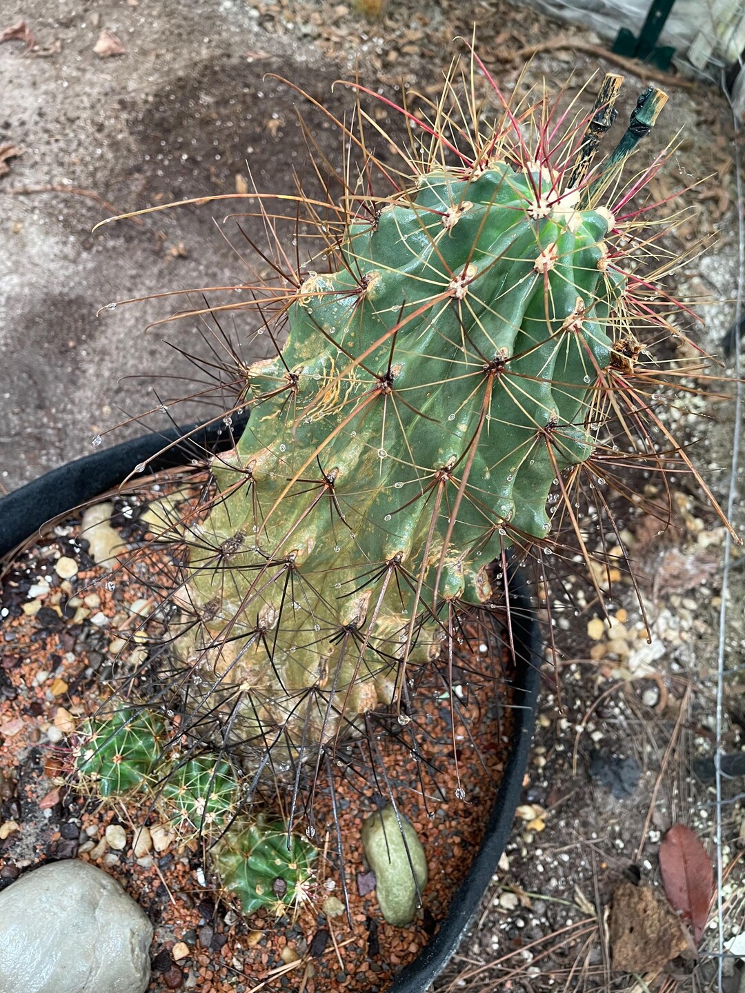 Barrel Cactus (ferocactus Sp), Large and Old 13” Tall From Soil Line ...