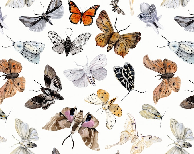 Moth Fabric Moths of North America by Jadafitch Moth Wings Bug Insect ...