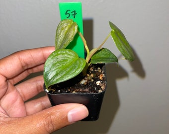 Brandi Philodendron - Etsy