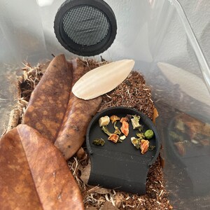 Deluxe Isopod Starter Kit Isopod Terrarium Kit for Isopods With Isopod ...