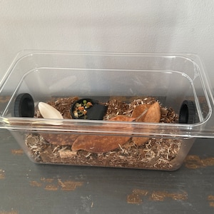 Deluxe Isopod Starter Kit Isopod Terrarium Kit for Isopods With Isopod ...