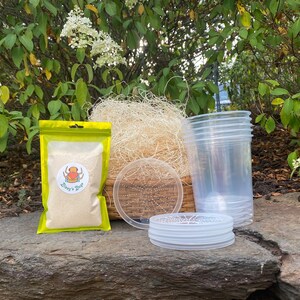 Fruit Fly Culture Kit Make Your Own Feeder Insect Cultures - Etsy