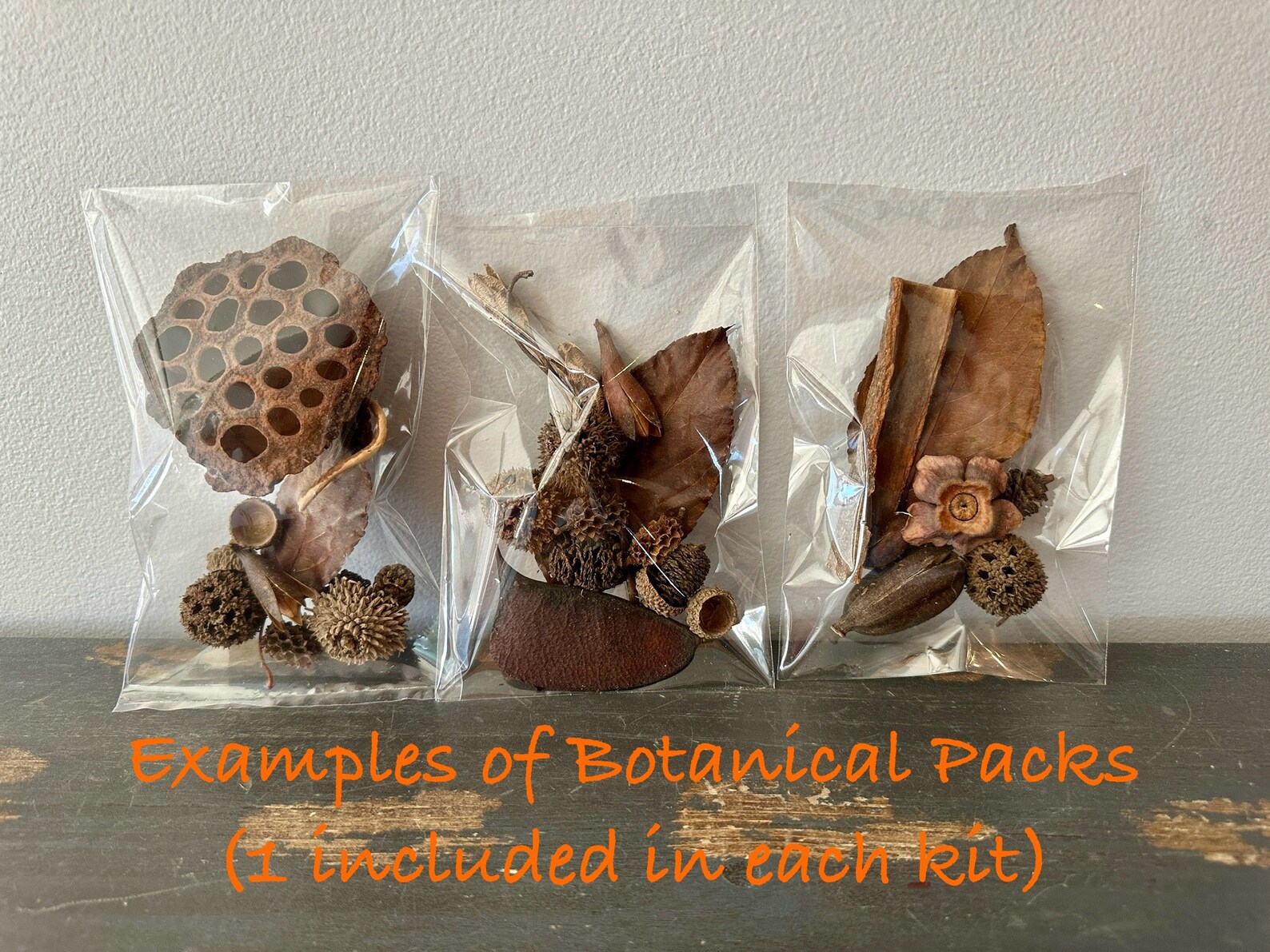 Deluxe Isopod Starter Kit Isopod Terrarium Kit for Isopods With Isopod ...