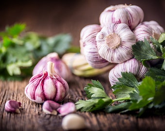 Garlic Purple Skin Fresh Garlic - Etsy