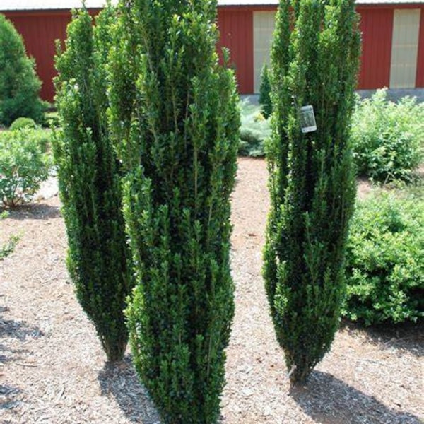 Sky Pencil Holly - Etsy