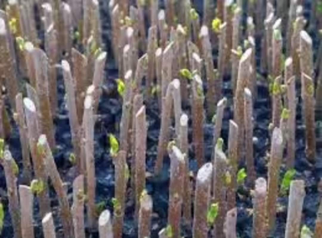 Organic Tree Rooting Hormone. My Own 100 Percent Natural Tree Cutting ...