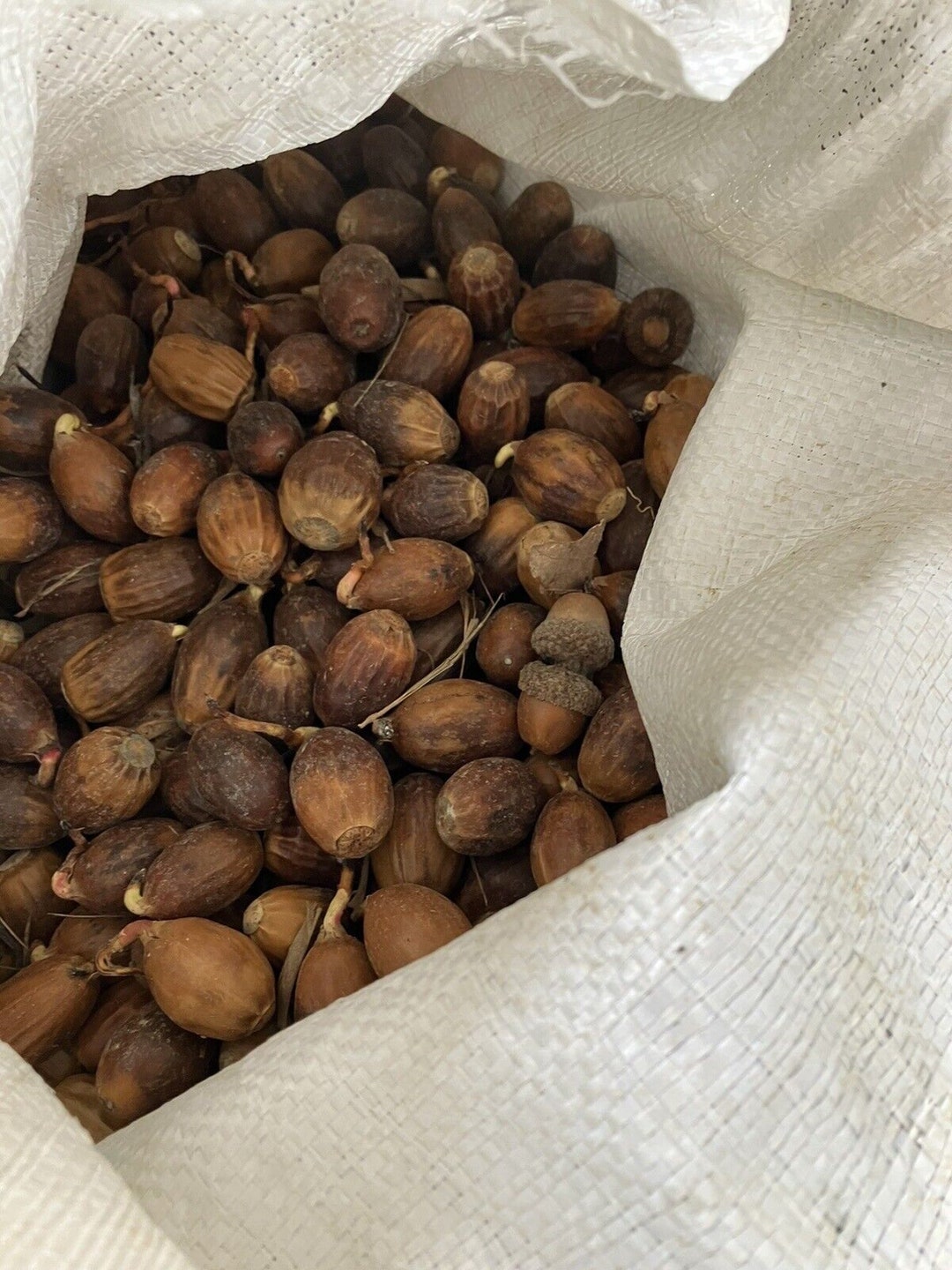35 Swamp Chestnut Oak ACORNS Tree Seeds - Etsy