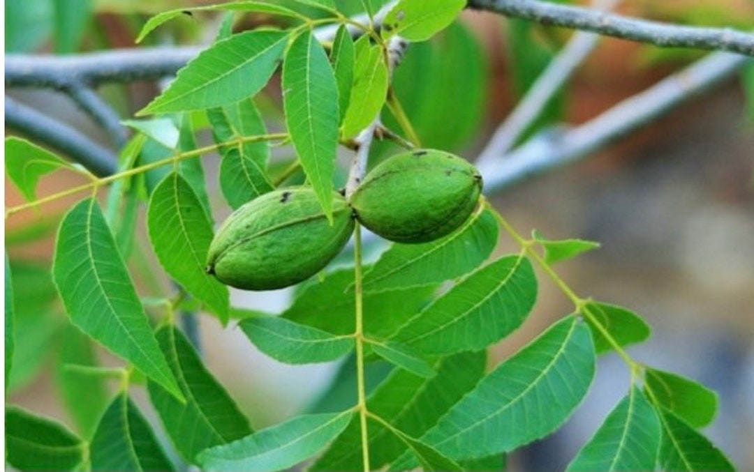 4 LIVE Stuart PECAN Trees 2-3 Ft Tall Now Heavy Yield Nut Tree Great ...