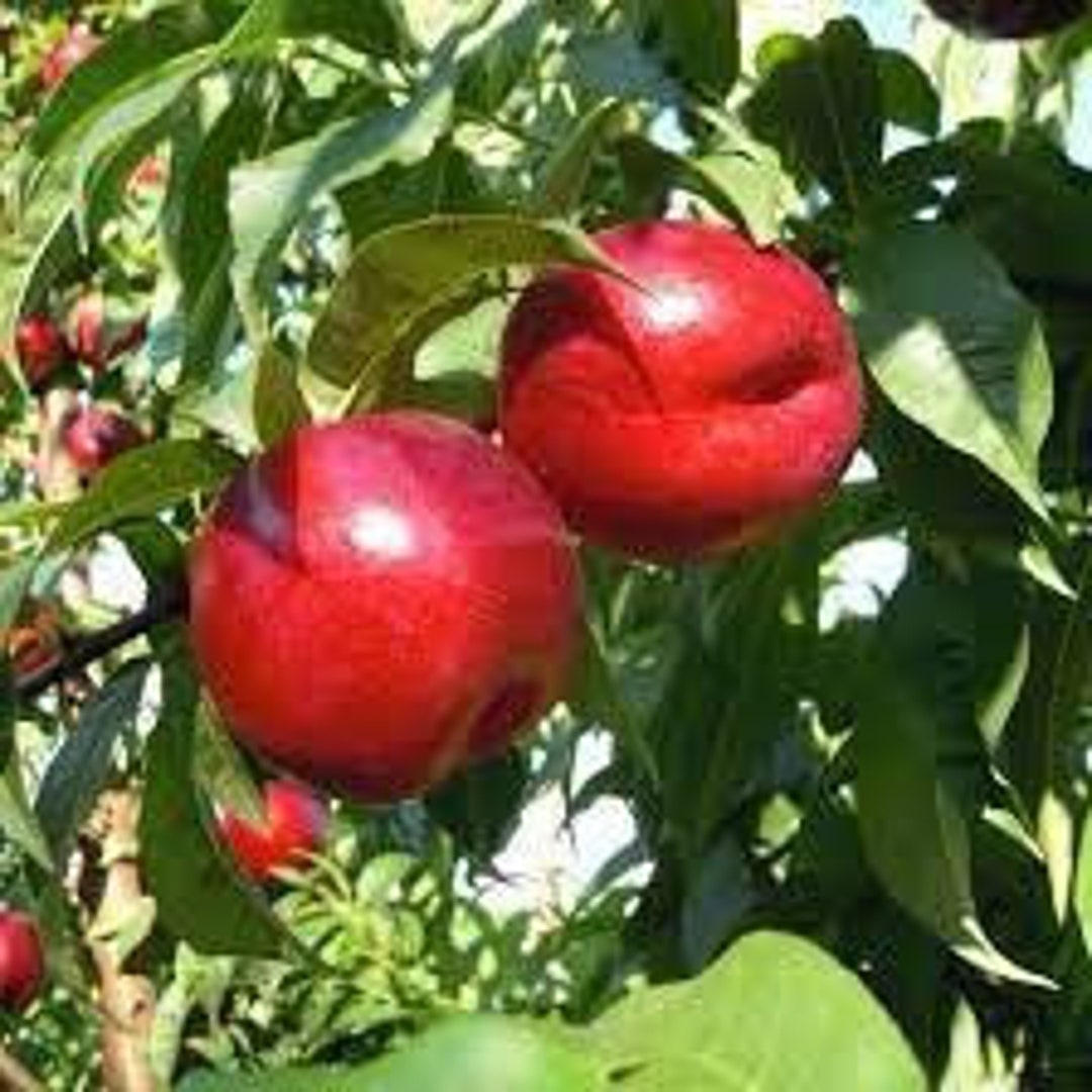 2 LIVE Sunglo Queen Nectarine Trees 1-2ft Tall Now Can Fruit - Etsy