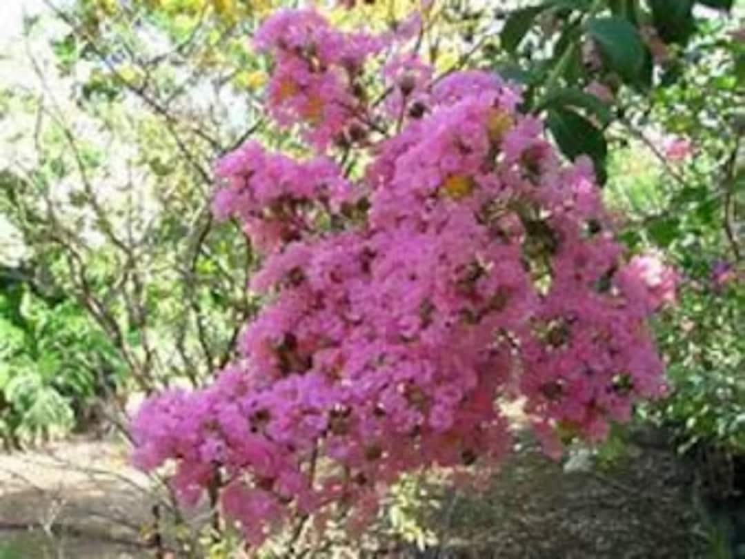2 Hot Pink Crepe Myrtles Trees 12 to 18 Inches Tall Live Trees ...