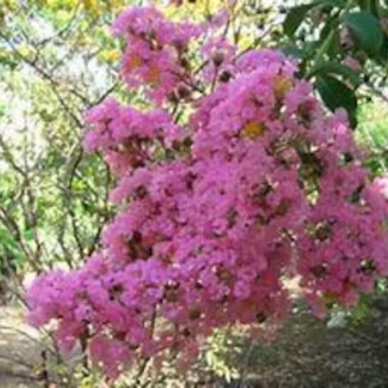 Myrtle Tree - Etsy