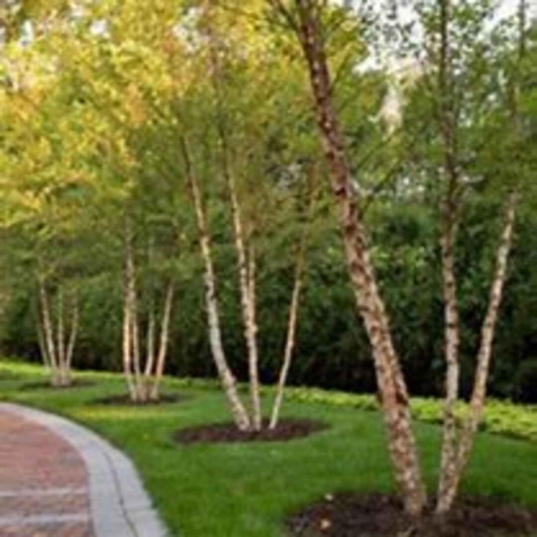 2 Live River Birch Trees 12 to 18 Inch Tall, Gardening Gift Tree, Hardy ...