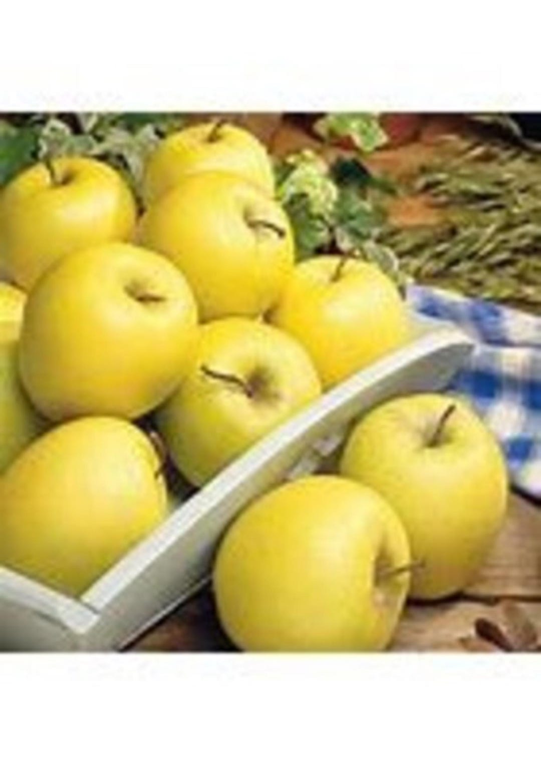 3 LIVE Golden Yellow Delicious Apple Trees 2-3ft Tall Now Self ...