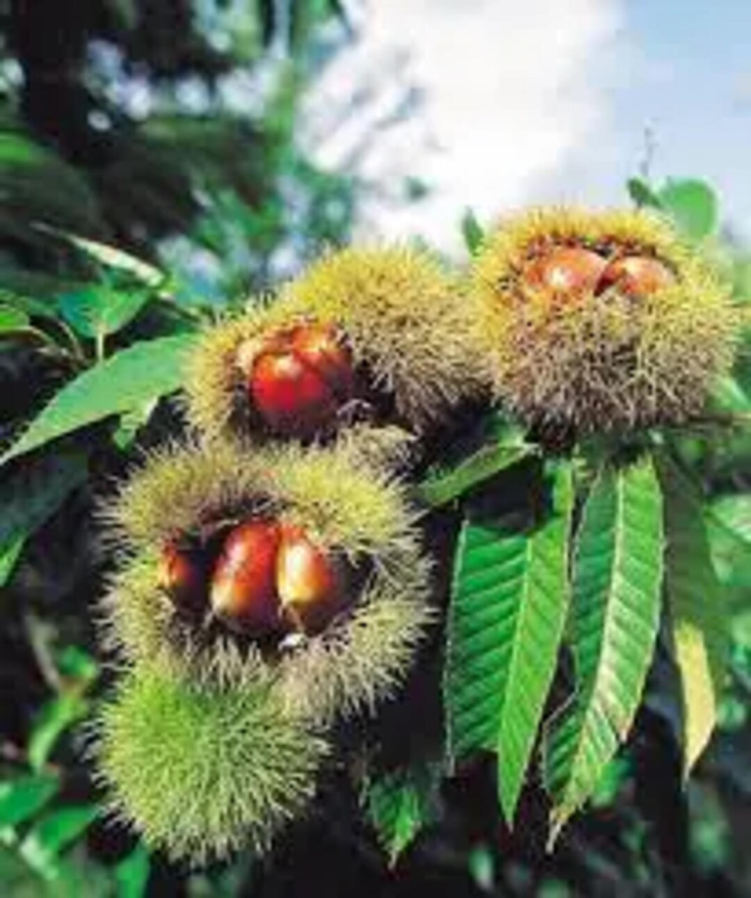 4 LIVE Chinese Chestnut Trees 2 Ft Tall Now Ready to Plant Deer ...