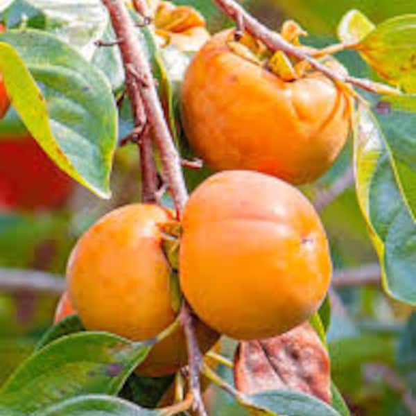 Persimmon Seeds - Etsy