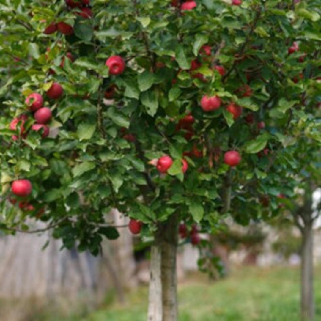 3 Live GALA Apple Trees 2-3ft Tall. - Etsy