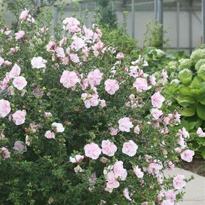 3 Pink Rose of Sharron Live Trees 2 to 3ft Tall Aphrodite Pink Althea ...