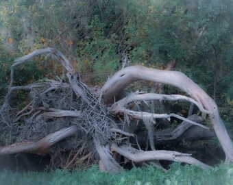 Gnarled Tree Art - Etsy