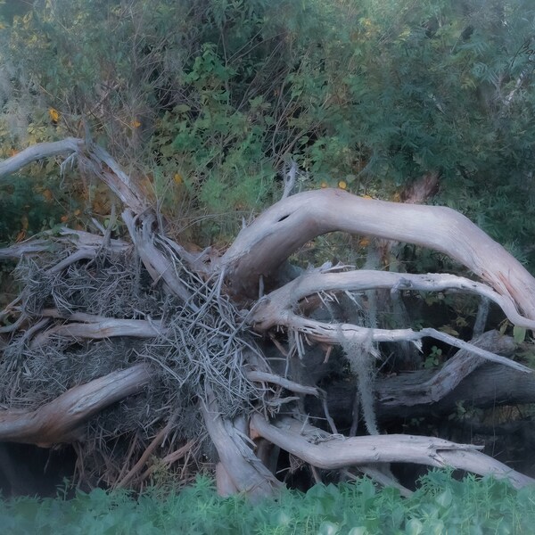 Gnarled - Etsy UK