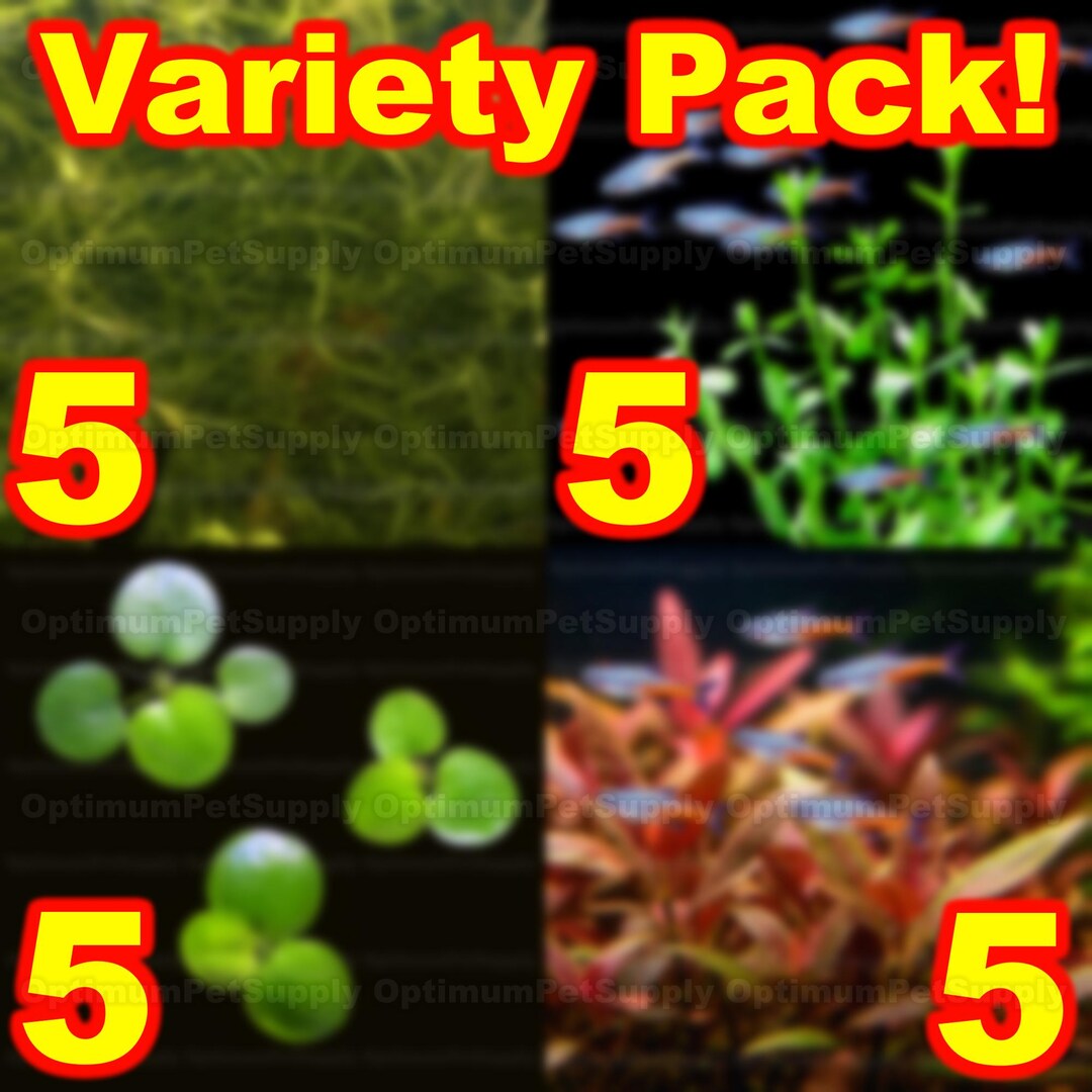 EASY Planted Aquarium FAST Growing Beginner Friendly Plant Bundle Low ...