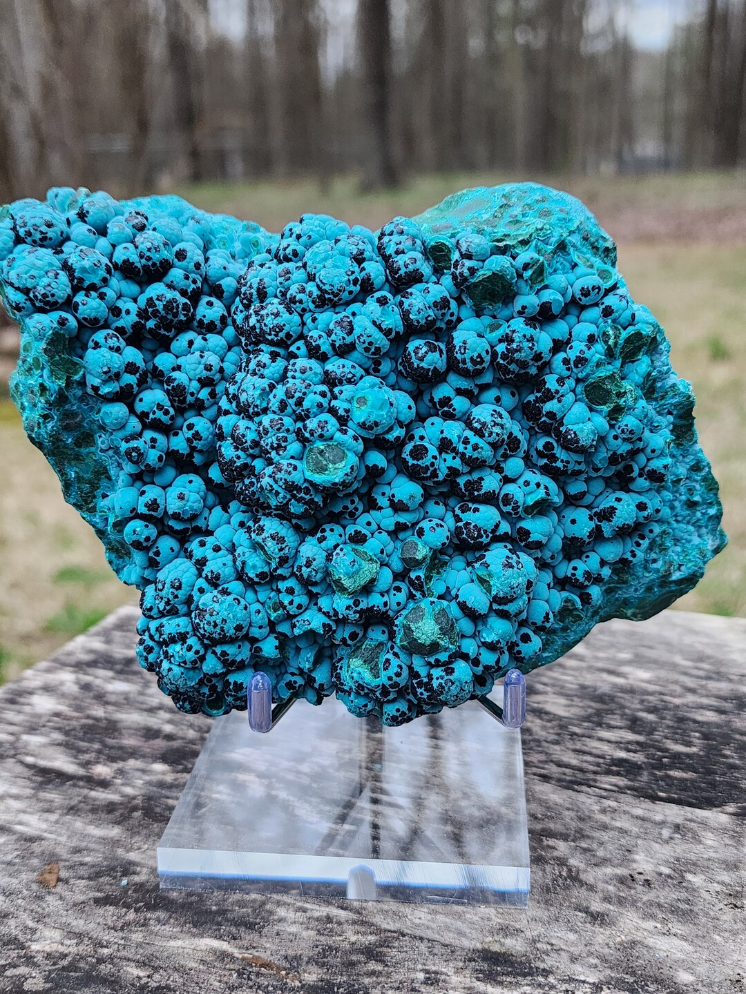 Bubbly Botryoidal Chrysocolla Specimen With Acrylic and Metal Display ...