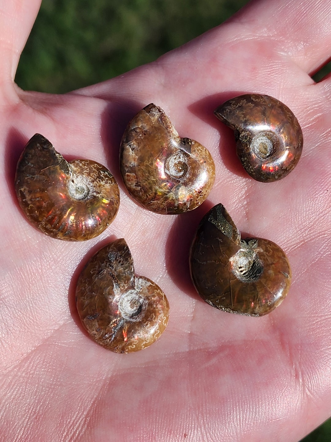 Mini Iridescent Ammonite Fossil Red Iridescence .8 Inches Mini Fossil ...