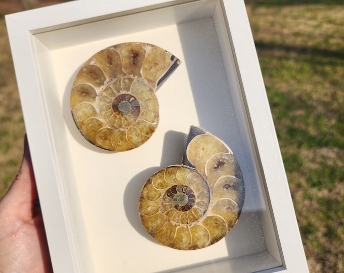 Ammonite Fossil Framed in Shadowbox | 3 Inch Fossil | 5 Inch by 7 Inch ...