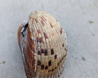 Atlantic Giant Cockle - Etsy