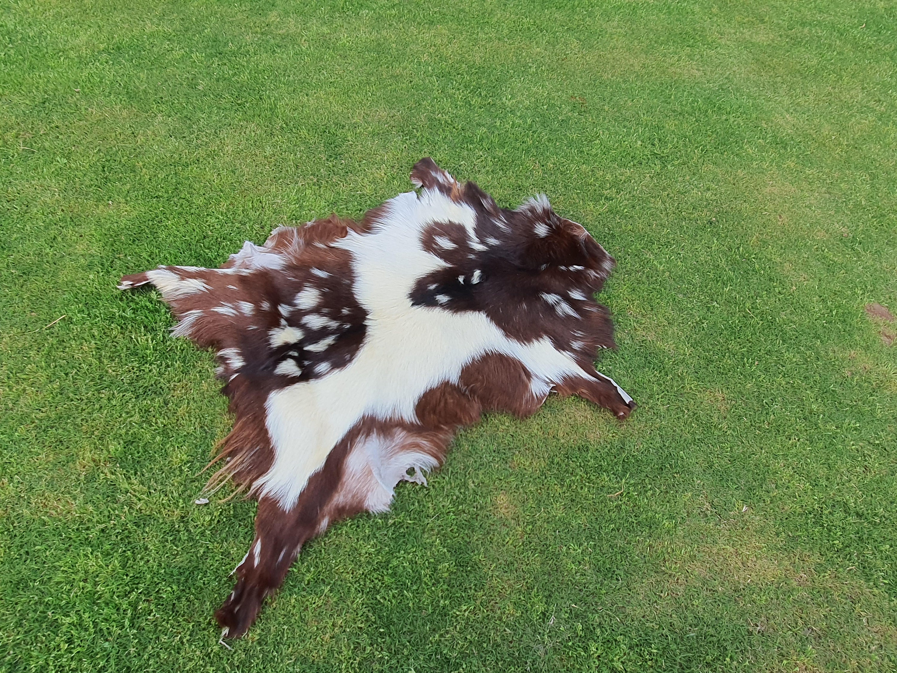 Original Goatskin Hide Brown Goat Skin Rug Goatskin Pelt - Etsy