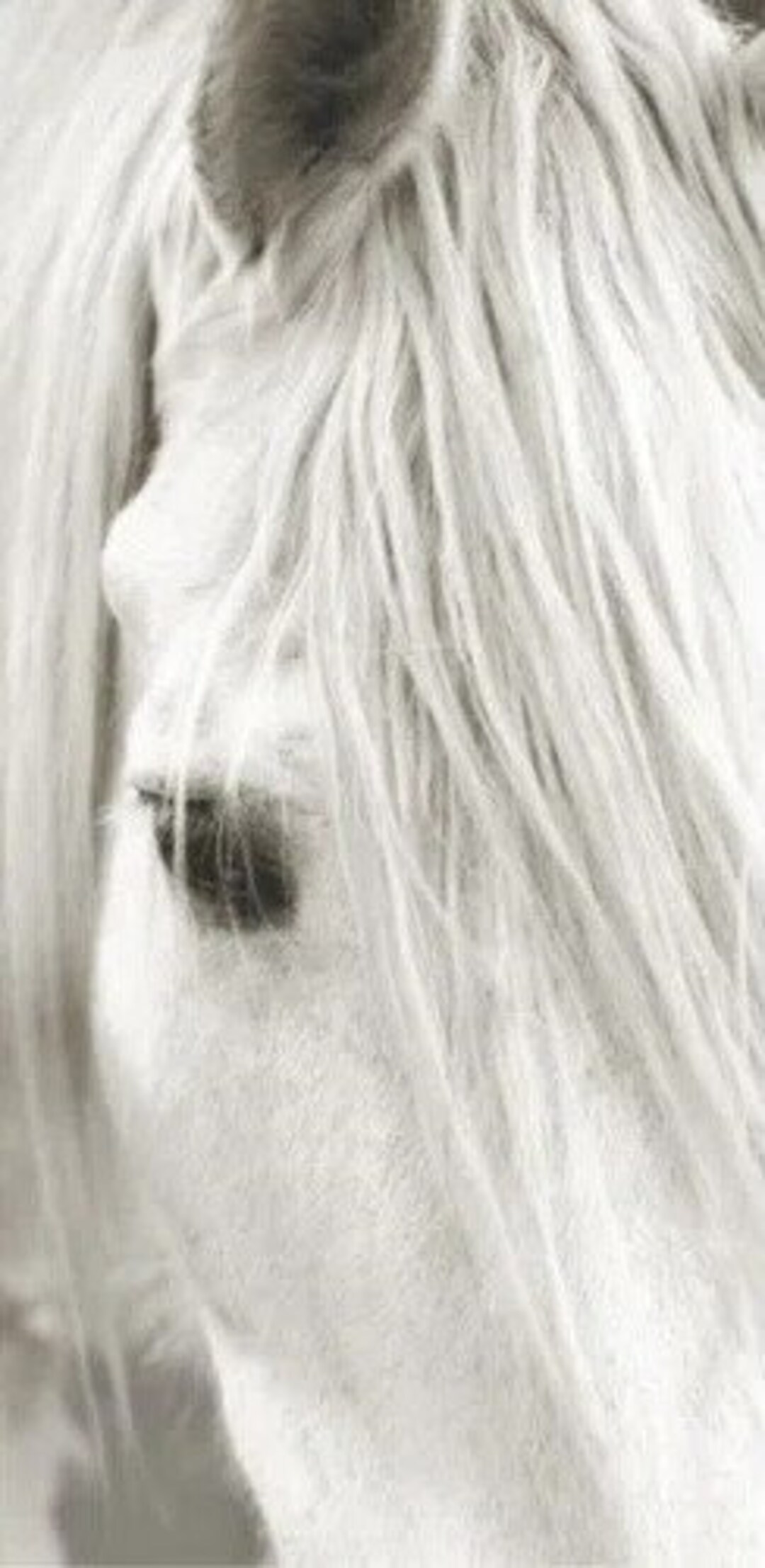 Gray and White Horse Pattern - Etsy