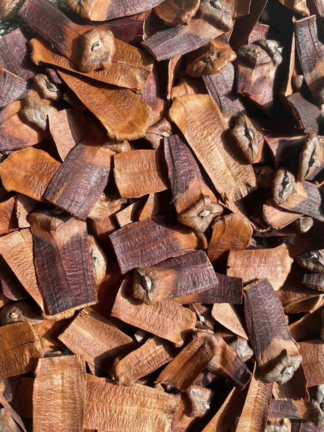 Pine Cone Scales - Etsy