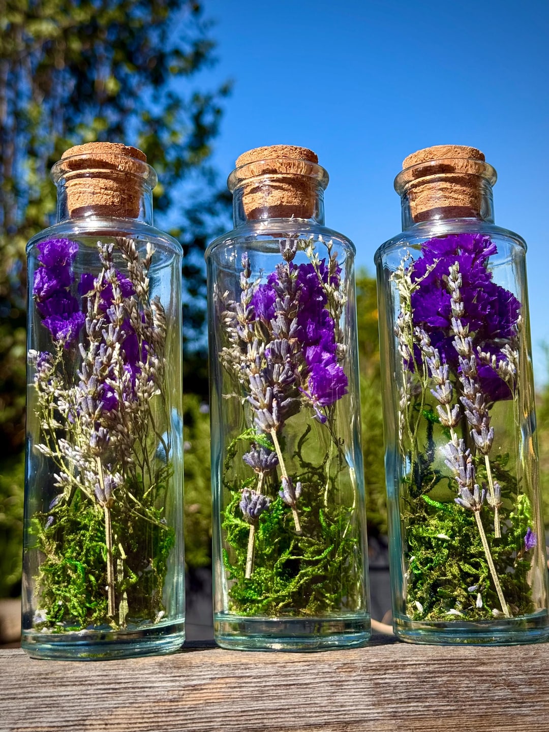 Lavender Field Terrarium: Dried Flowers - Bookshelf & Desk Decor ...