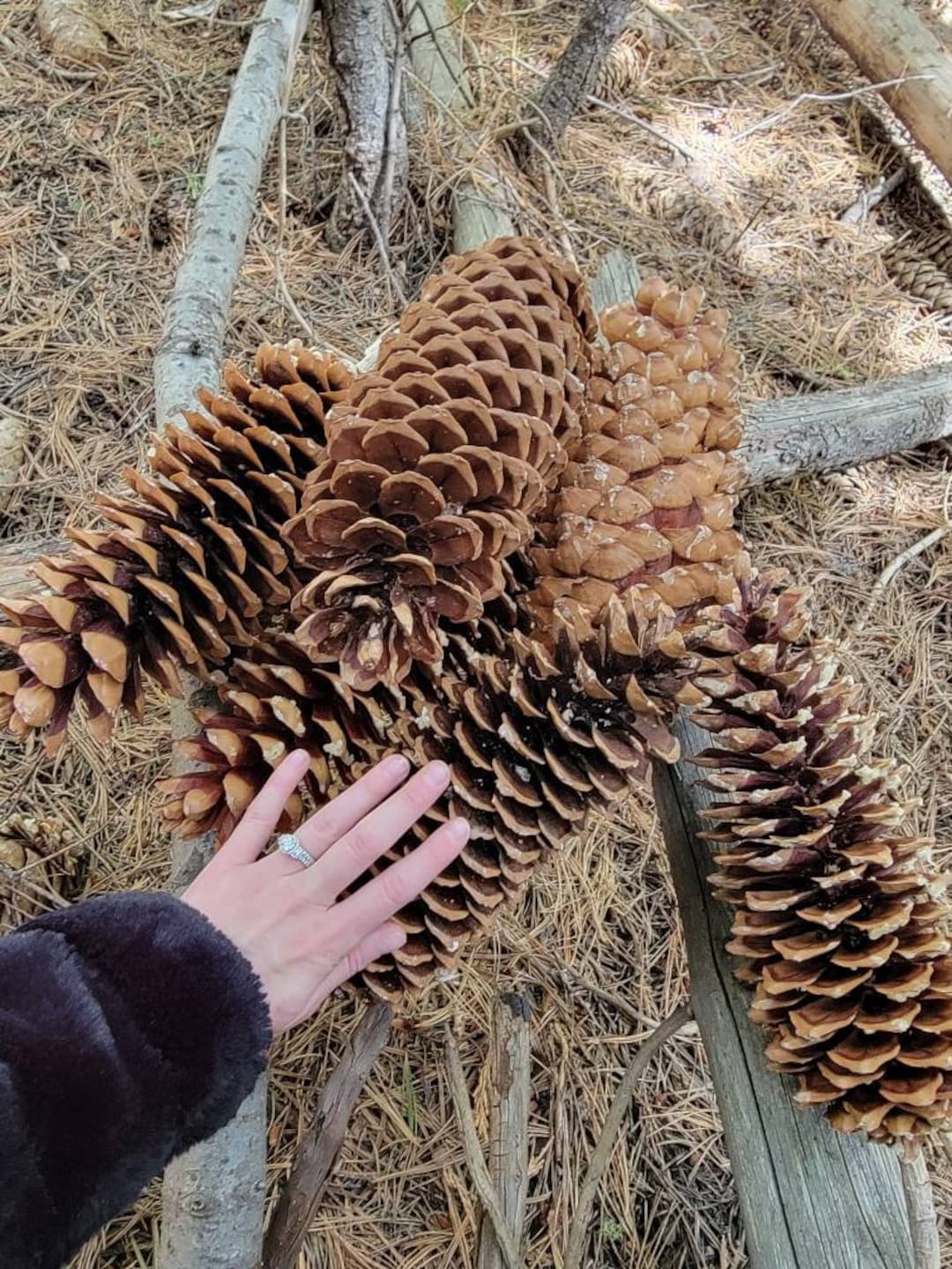 Giant Natural Lake Tahoe Sugar Pinecones - Etsy