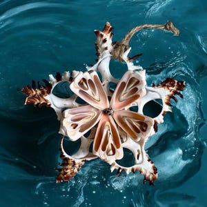 Coastal Seashell Snowflake Star Ornament "cruella" - Etsy