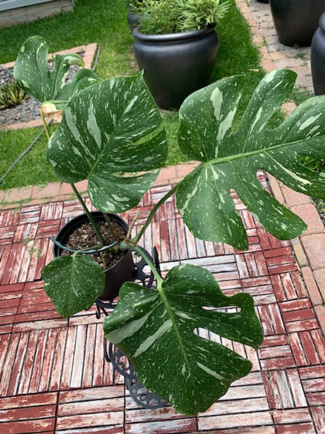 Monstera Thai Constellation 5 Leaf Variegated Rooted Plant - Etsy