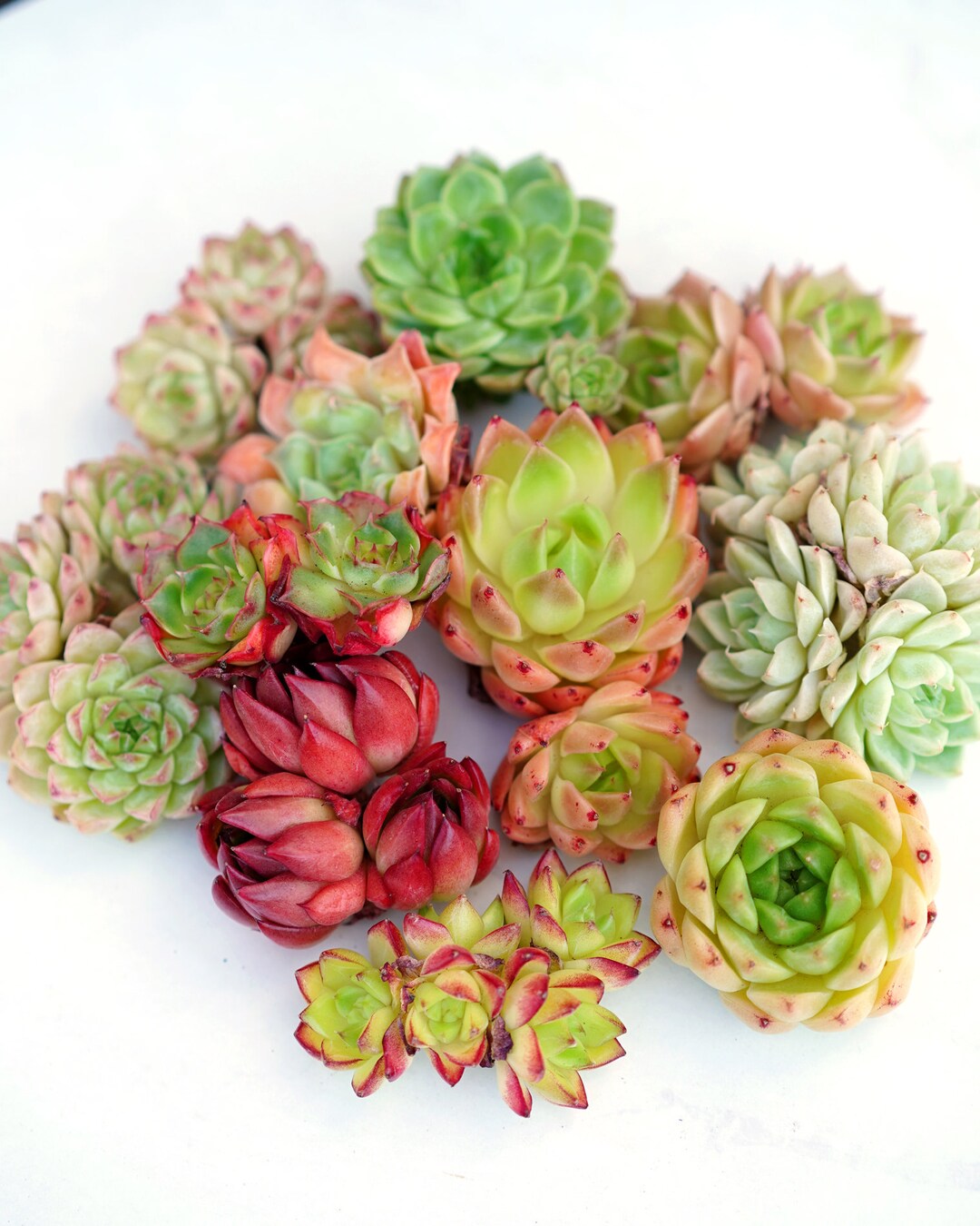 Mixed Premium Hybrid Succulent Cluster Bundle | Rare Imported Succulent ...
